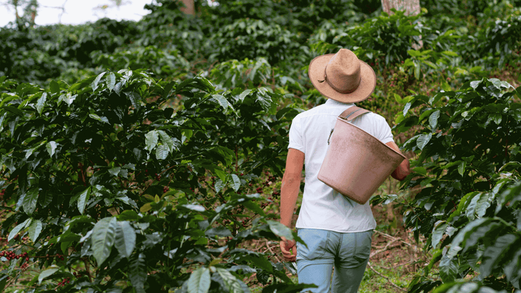 Per'La Specialty Roasters