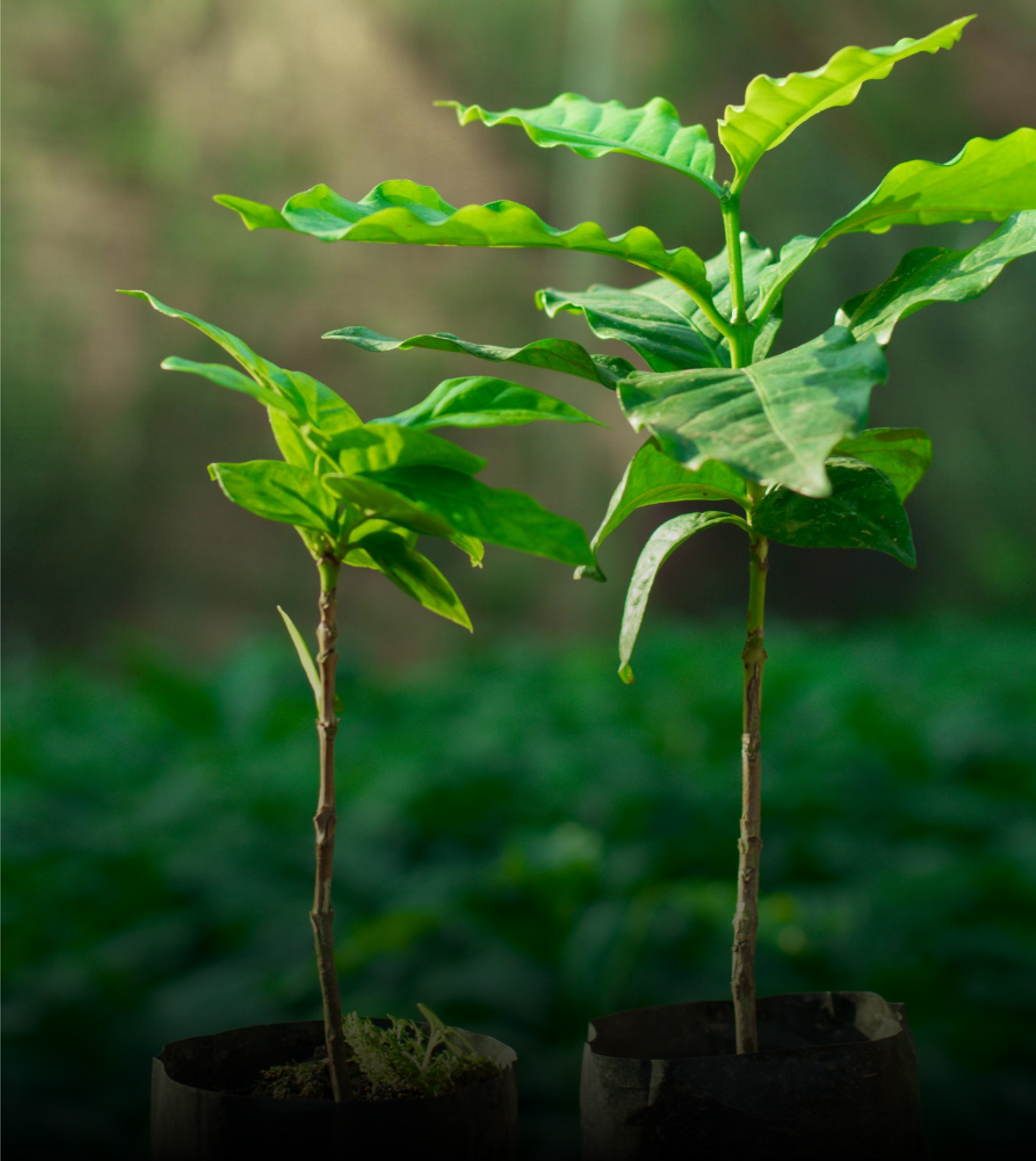 Sustainable Future for Coffee: Per'La Roots Program