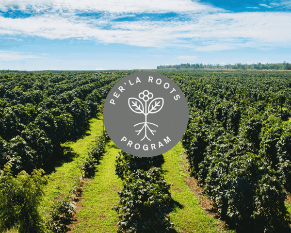 Sustainable Future for Coffee: Per'La Roots Program