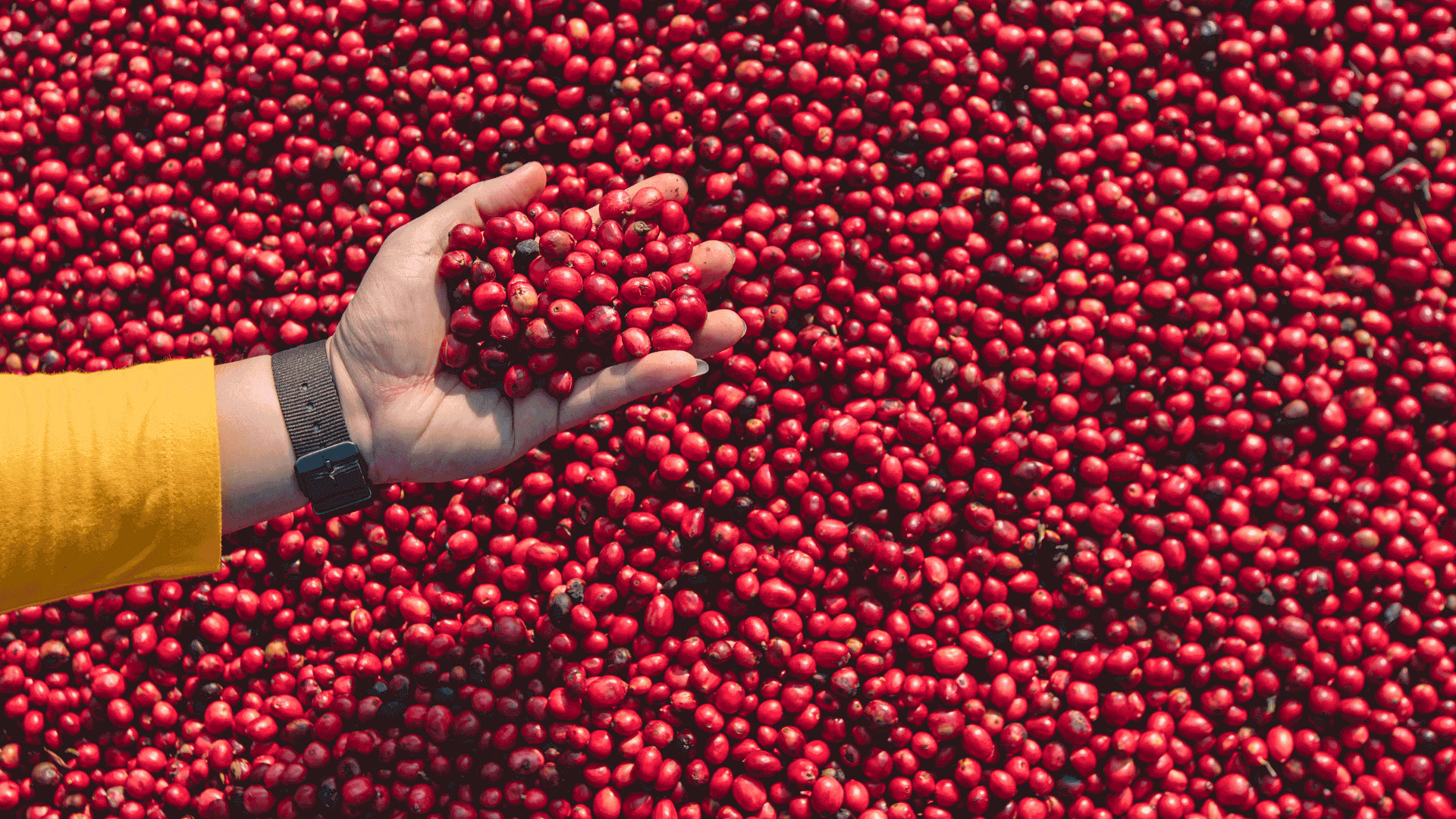 Per'La Specialty Roasters